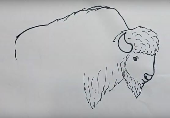 How to draw a buffalo (Bison) 3 - HTDraw.com