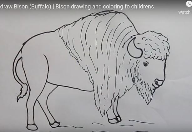 How to draw a buffalo (Bison) step by step
