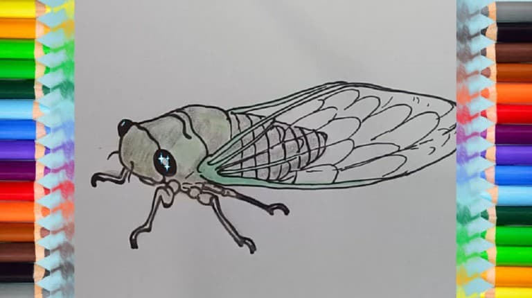 how to draw a cicada step by step easy and Video