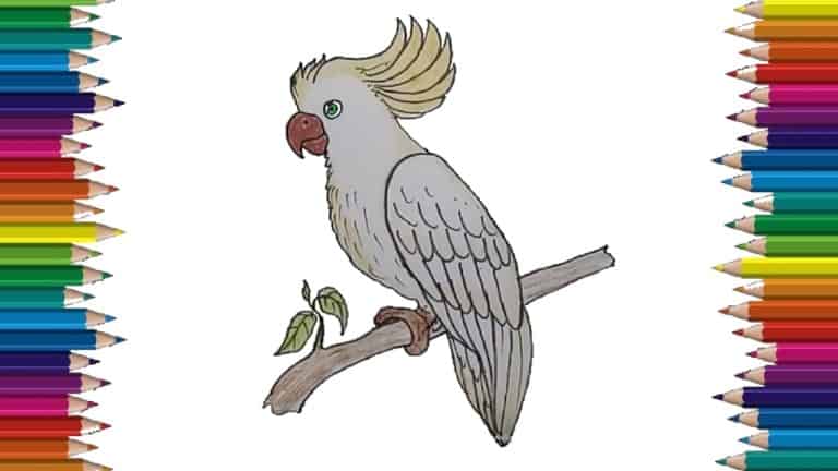 How to draw a cockatoo step by step - Bird drawing easy