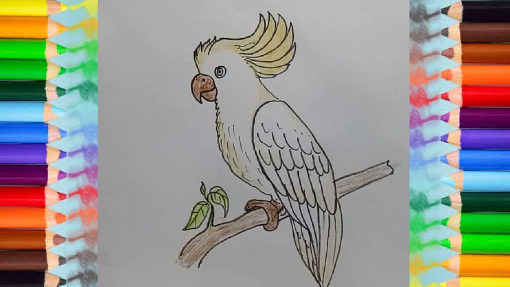 how to draw a Cockatoo step by step - HTDraw.com