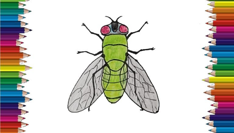 How to Draw a Flea Step by Step