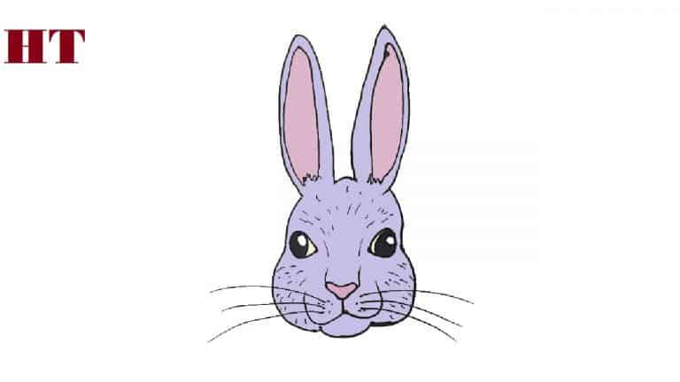 How to draw a rabbit face easy for beginners