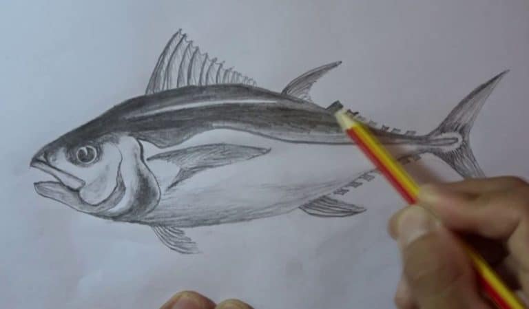 How to Draw a Roach Fish Step by Step