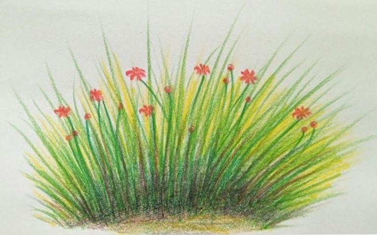 How To Draw Grass easy Step by Step