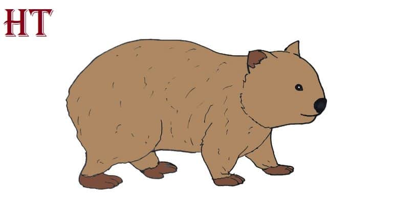 How to Draw a Wombat Step by Step