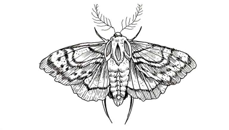 How To Draw A Moth Step by Step || Butterfly Drawing