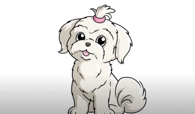 How to Draw a Shih Tzu Dog Step by Step