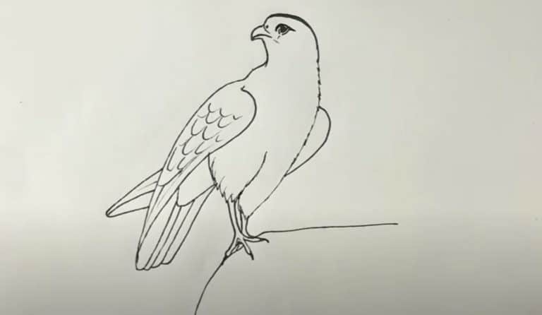 How To Draw A Falcon Step by Step || Bird Drawing
