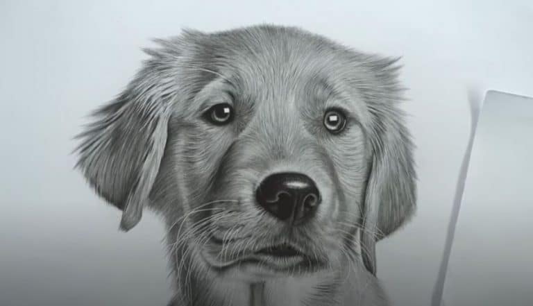 How To Draw A Realistic Dog with Pencil