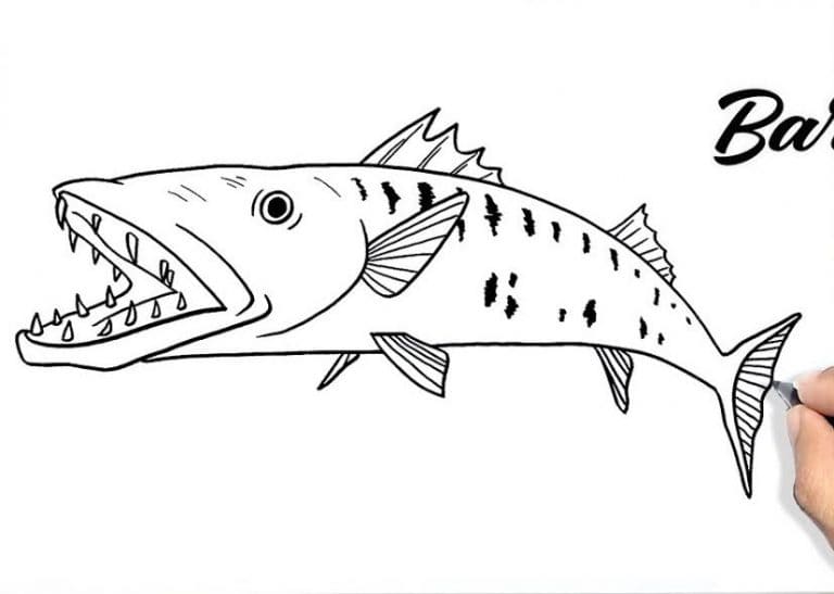 How to Draw a Barracuda Fish Step by Step