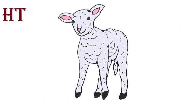 How to Draw a Lamb Step by Step