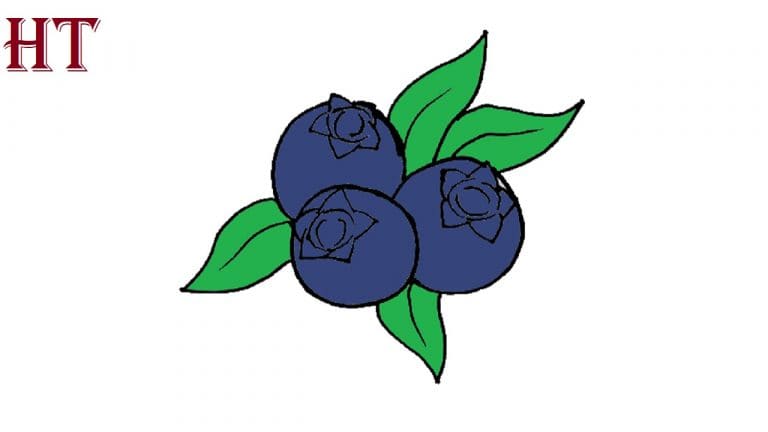 How to draw Blueberry Step by Step