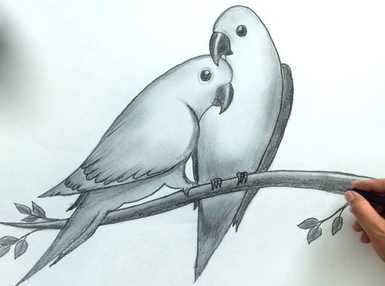 How to draw love birds Step by Step