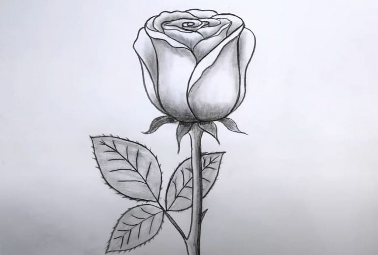 Rose Drawing Step By Step Tutorial