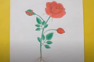 How to Draw a Rose Plant Step by Step