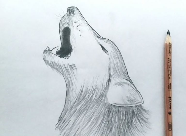 Howling Wolf Drawing Step by Step