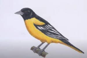 How to draw an Oriole Bird - Realistic bird drawing with colour pencils