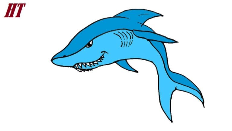 How to Draw an Easy Shark Step by Step
