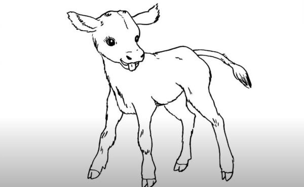 How to Draw a Calf Step by Step