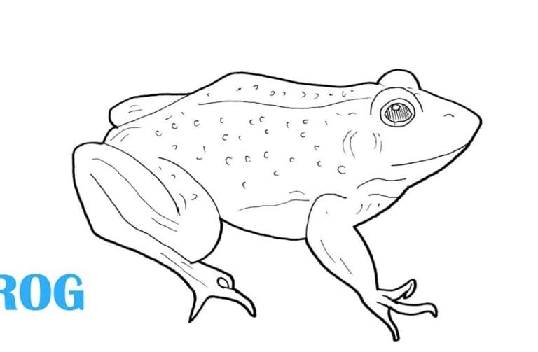 How to Draw a Bullfrog Step by Step