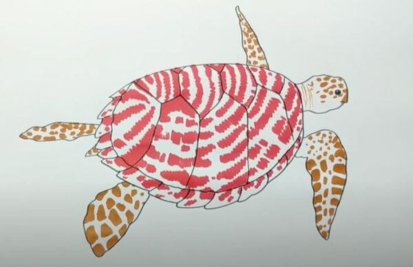 How to Draw a Hawksbill Turtle Step by Step