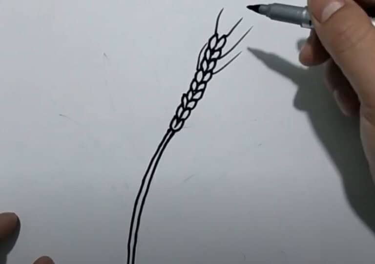 How to Draw Grains Step by Step