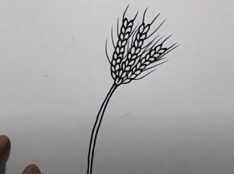How to Draw Grains Step by Step