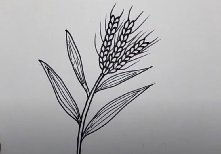 How to Draw Grains Step by Step