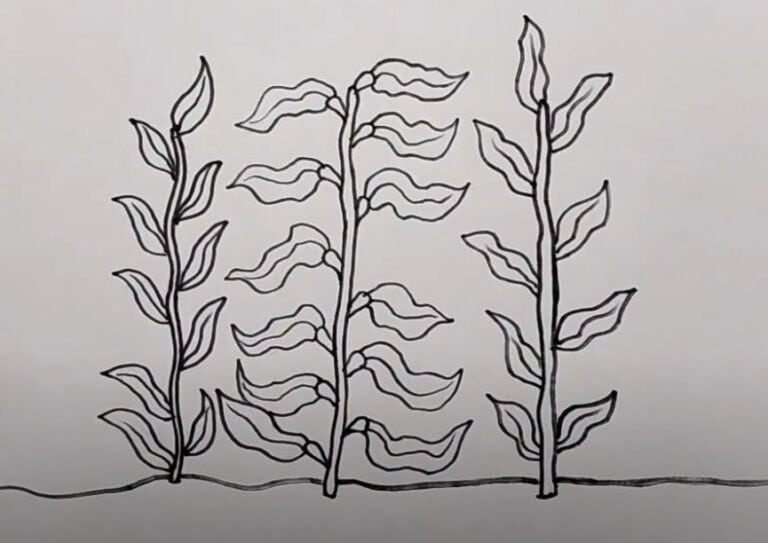 How to Draw Kelp Step by Step