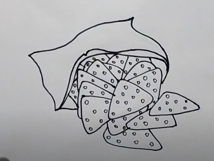 How to Draw Doritos Step by Step