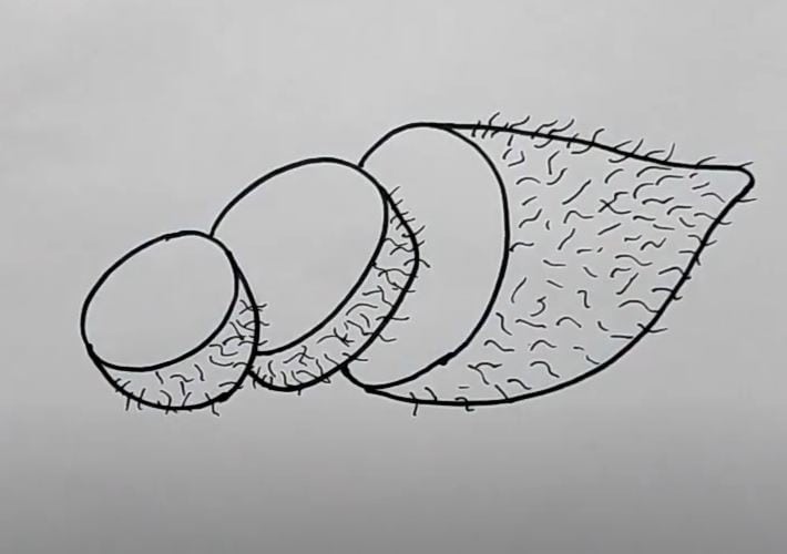 How to Draw a Yam 4 - HTDraw.com