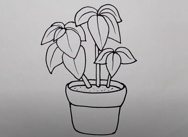 How to Draw Basil Step by Step
