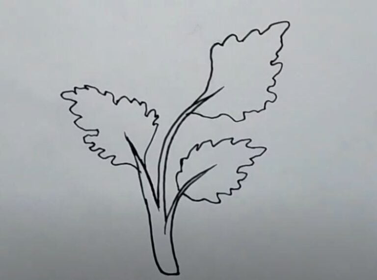How to Draw Parsley step by step