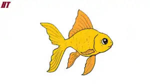 Goldfish drawing step by step tutorial for beginners. - HTDraw.com